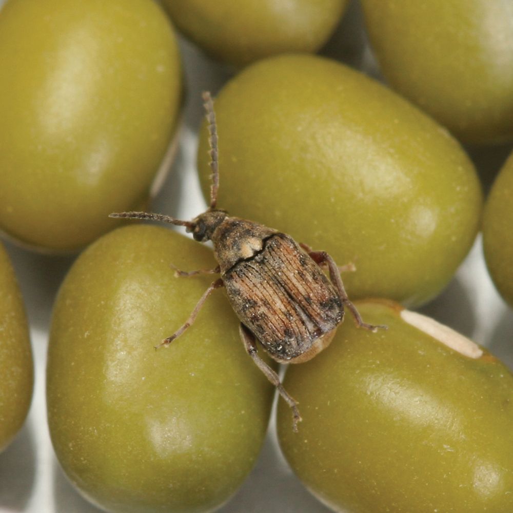 Unit 1 Lab Manual (red): Bean Beetles Development Project – BIO 183 ...